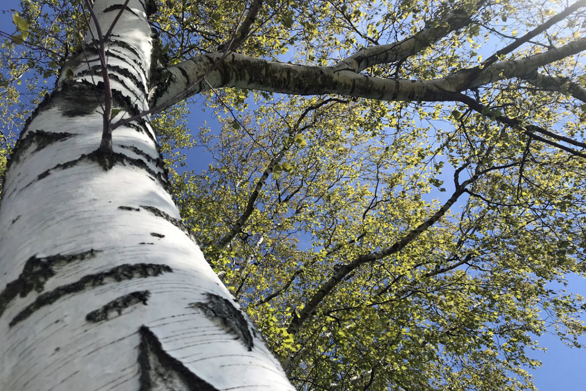 Die Birke im Lauf der Jahreszeiten: Frühling - Begegnungen mit der Natur