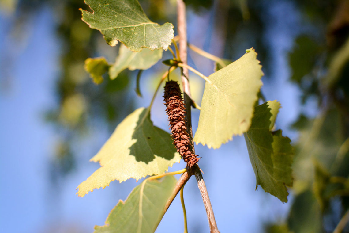 Wie Heißt Die Frucht Von Der Birke